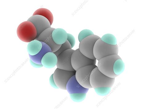 Tryptophan Molecule Stock Image F005 7326 Science Photo Library