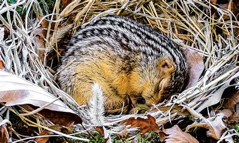 Squirrel Hibernation Without Muscle Loss The Promising Implications