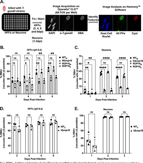 Figure 1 From Rop16 Mediated Activation Of Stat6 Enhances Cyst