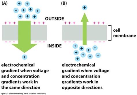 Concentration Gradient Cell