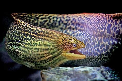 වසර 84ට පසුව ලංකාවෙන් හමුවූ ගංඟල්ගුල්ලා Ada Online