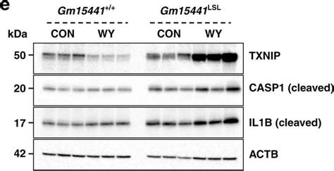 Txnip Antibody Jy2 Azide And Bsa Free Nbp1 54578 Novus Biologicals