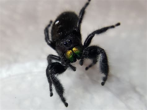 Bold Jumping Spider Phidippus Audax Available Jumping Spiders Jumping Spiders For Sale