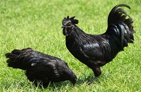 All Black Chicken Breeds
