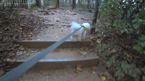 비숑은 산을 좋아해 105일차 Youtube