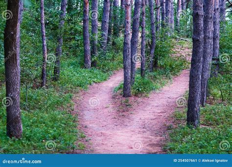 Fork In The Path In A Pine Summer Forest Green Bushes And Grass Stock Image Image Of Path