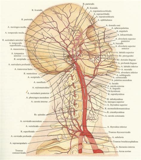 Кръвоносен съд
