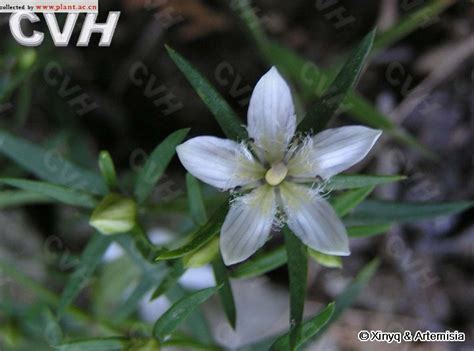 北方獐牙菜Swertia diluta Turcz Benth et Hook f 植物图片库 植物通