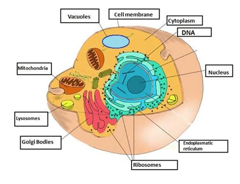 Cell Structures SCIENCE
