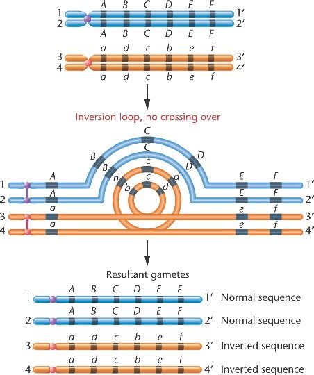 Inversion Synapsishtml 0821 Inversion Synapsis