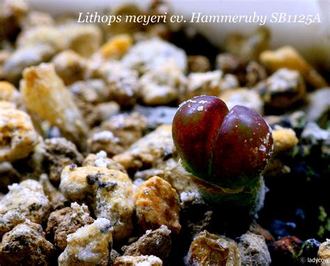 Mesembs Haworthia Lithops Conophytum Etc 1671 41 Lithops Meyeri Cv Hammeruby Sb1125a