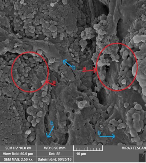 Figure 1 From Investigation Of Pectin Starch Hydrogel As A Carrier For Oral Delivery Of