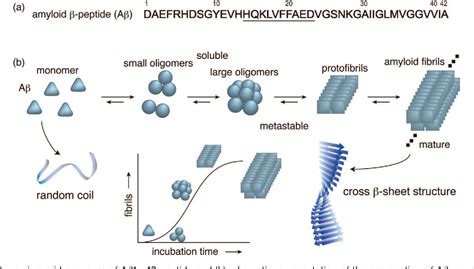 Beta Sheet Amyloid