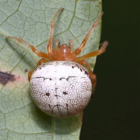 Araneus Thaddeus Bugguide Net