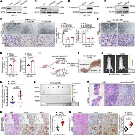 Jci Ube2c Induced Crosstalk Between Mono And Polyubiquitination Of