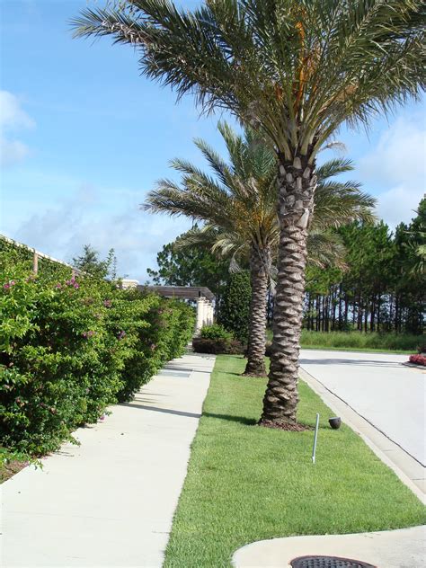 everything you should know about pruning palms