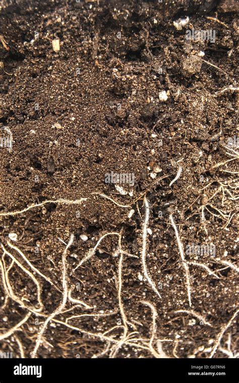 Tree Roots Underground Hi Res Stock Photography And Images Alamy