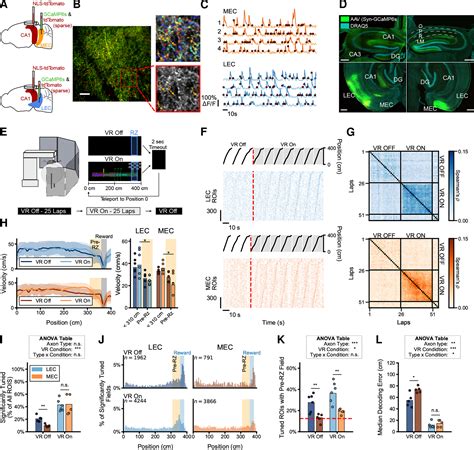 Direct Cortical Inputs To Hippocampal Area Ca1 Transmit Complementary
