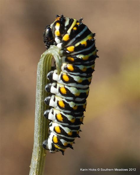A Close Look At The Black Swallowtail Caterpillar