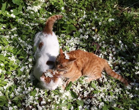 テマリカンボク 落花 かご猫 Blog