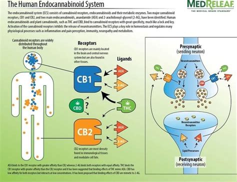 The Human Endocannabinoid System The Endocannabinoid System Cs Consist Of Cannabinoid