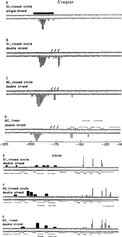 Figure 5 From An Equilibrium Between Distorted And Undistorted Dna In The Adult Chicken