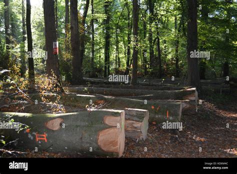 Autumn Logging Tree Felling Showing Cut Down Trees Logs Lying On The Ground Forest Floor In