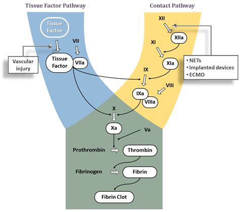 Coagulation Cascade Diagram Simple