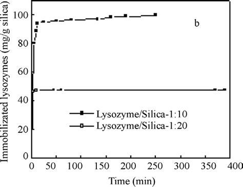 Adsorption Kinetic Curves Of Lysozyme On Silica Nanotubes Lysozyme Download Scientific Diagram