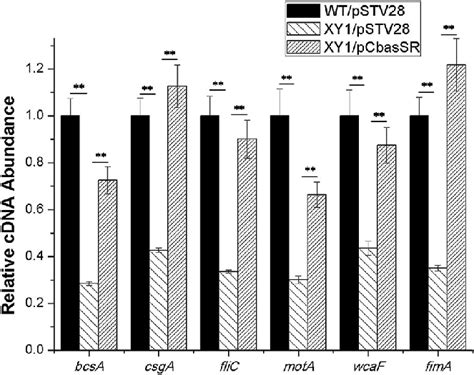 Comparative Measurement Of The Transcription Cdna Abundance Of The