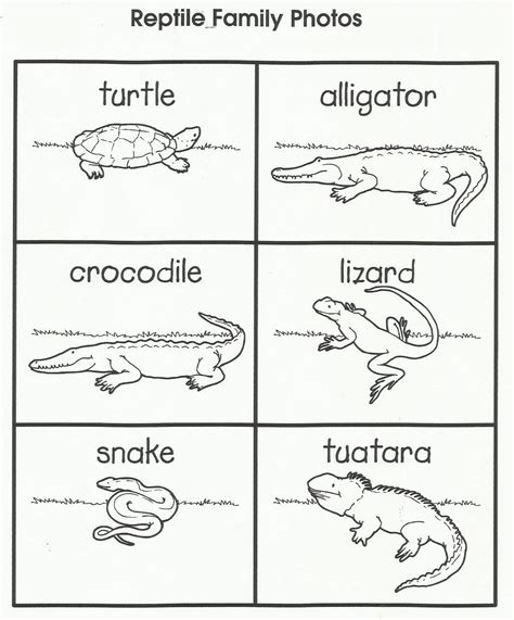 Characteristics Of Reptiles Worksheet At Natosha Guerro Blog