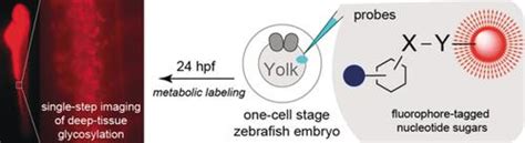 通过荧光团标记的核苷酸糖的单步代谢标记直接可视化活斑马鱼聚糖。 Angewandte Chemie International Edition X Mol