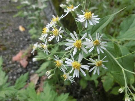 植物編のキク科のシロヨメナ