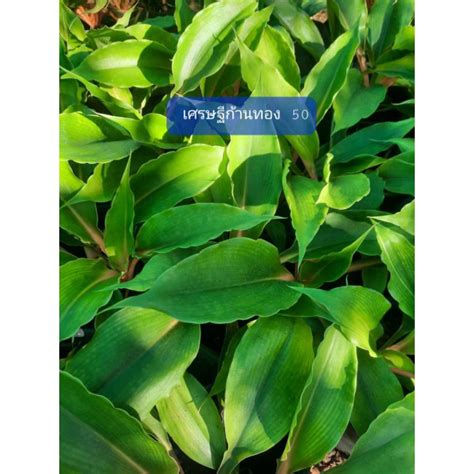 ต้นไม้มงคลต้นละ50บาท Shopee Thailand