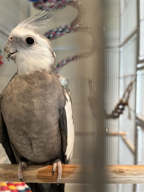 Name Suggestions Welcomed Rcockatiel