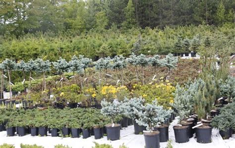 Plants — Baldwin Nurseries