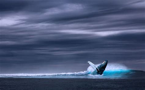 Download Wallpapers Blue Whale 4k Balaenoptera Musculus Ocean
