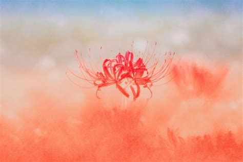 紅花 GANREF