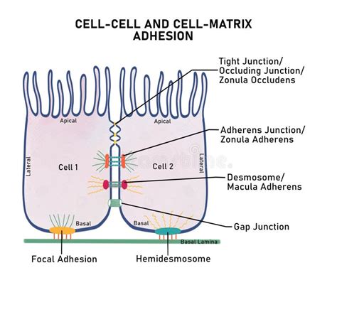Cell Cell And Cell Matrix Adhesion Stock Illustration Illustration Of Human Research 308144302