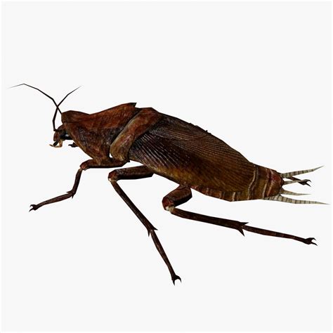 Cock Roach Animated D Model