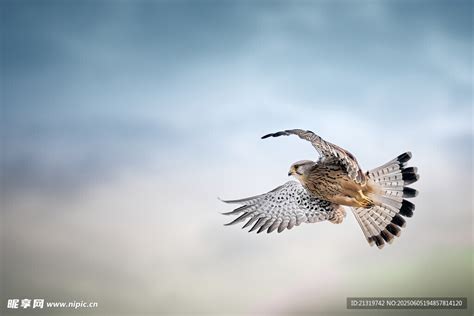 翱翔的猎隼摄影图 鸟类 生物世界 摄影图库 昵图网