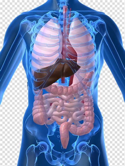 Human Internal Organs Diagram Clipart 10 Free Cliparts Download
