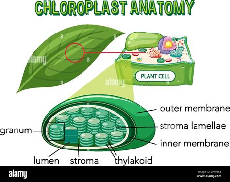 Diagram Of Chloroplast Anatomy For Biology And Life Science Education Illustration Stock Vector