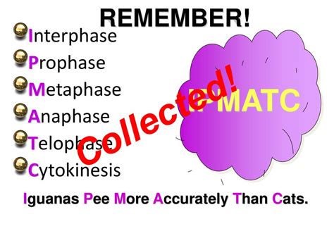 What Is The Reason For Meiosis Ppt Download