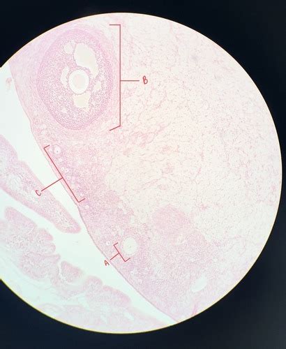 Biol 1191 Lab 18 Pregnancy And Development Flashcards Quizlet