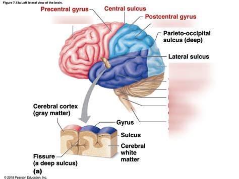 Module Nervous System Diagram Quizlet