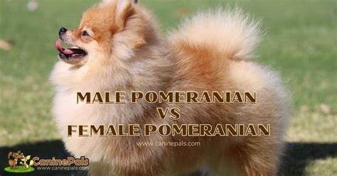 Are Male Or Female Pomeranians Better