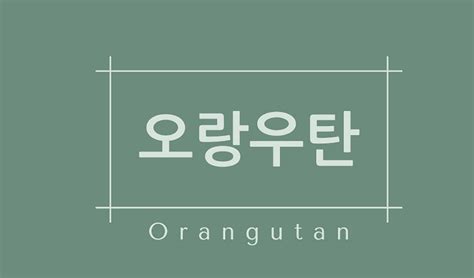 오랑우탄 Orangutan 특징 서식지 종류 천적 수명 몸무게 꿈해몽