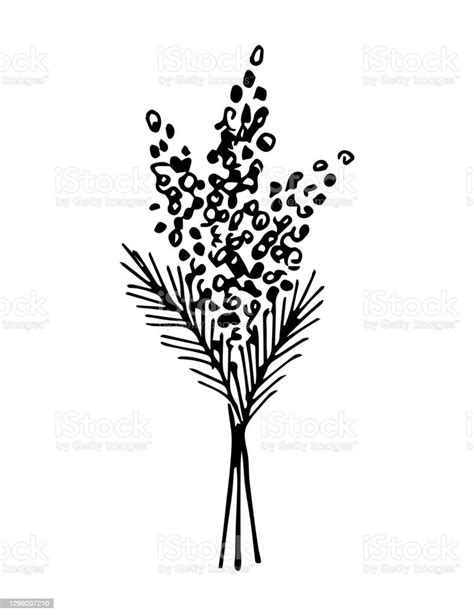 검은 윤곽선으로 손으로 그린 간단한 벡터 드로잉 하얀 배경에 고립 된 봄 꽃 미모사 꽃다발 엽서 인쇄물 3월 8일 어머니의 날 부활절 미모사에 대한 스톡 벡터 아트 및 기타
