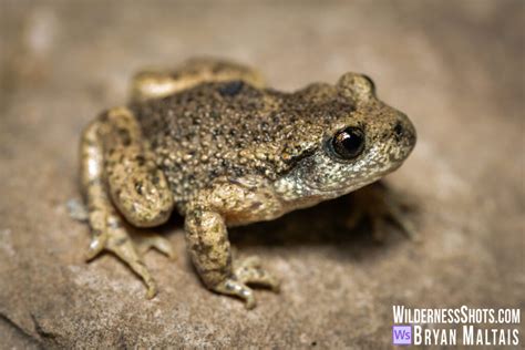 Common Midwife Toad Wildernessshots Photography